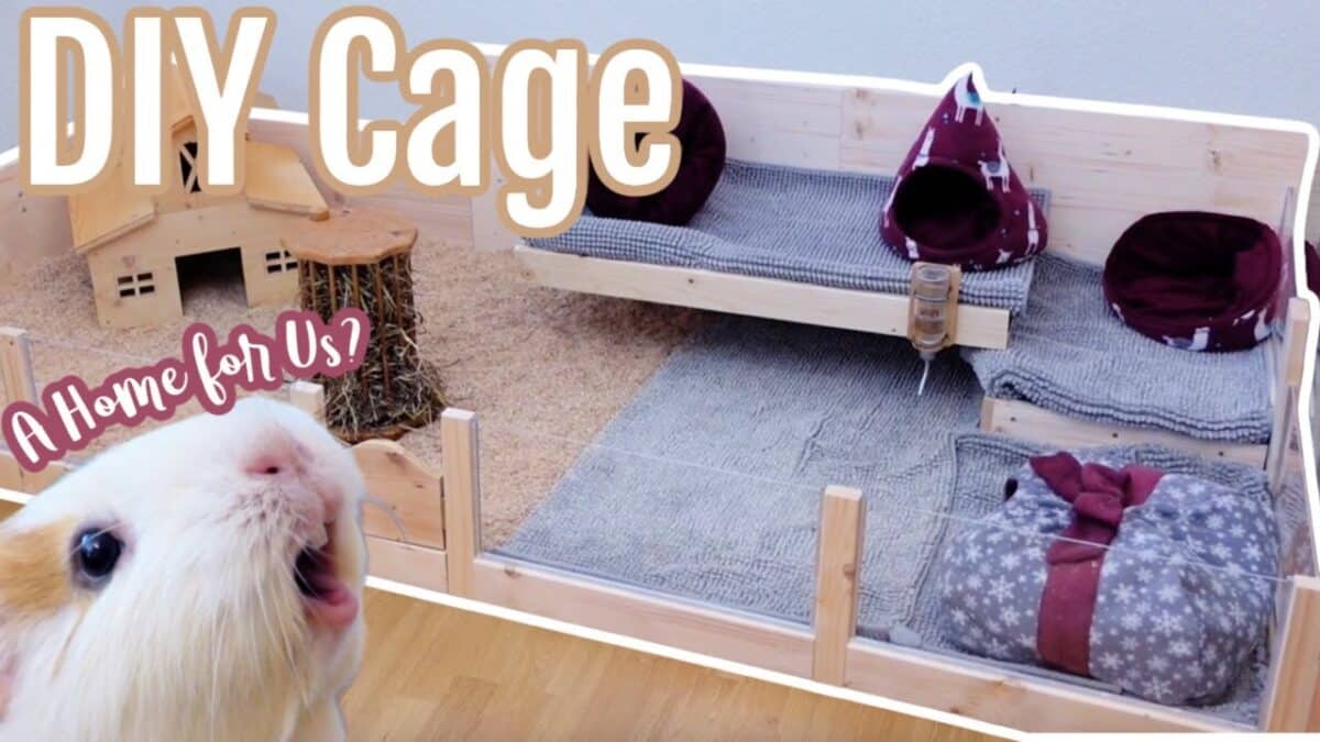 10 DIY Guinea Pig Cage Ideas to Create Home for Your Furry Friend ...