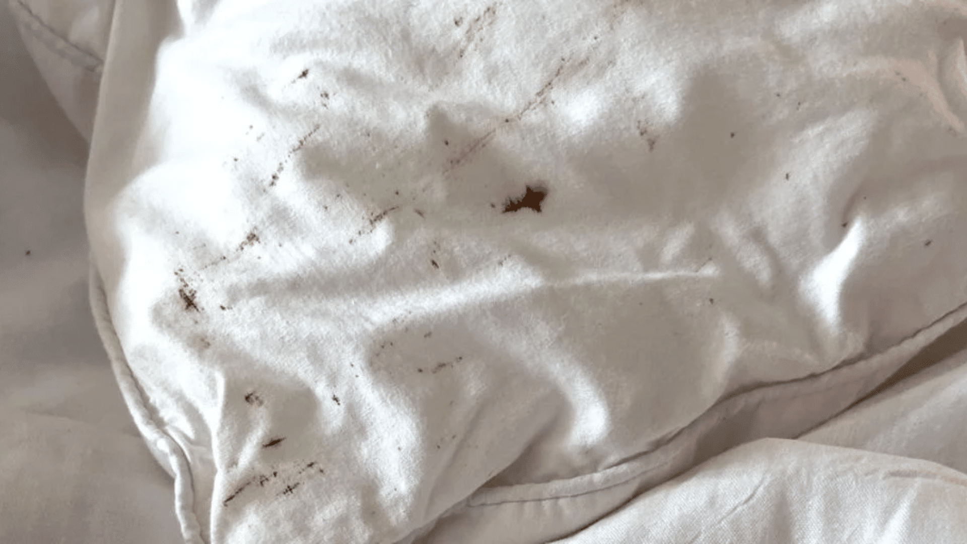 Early Bed Bug Stains: What You Need to Know - Opple House