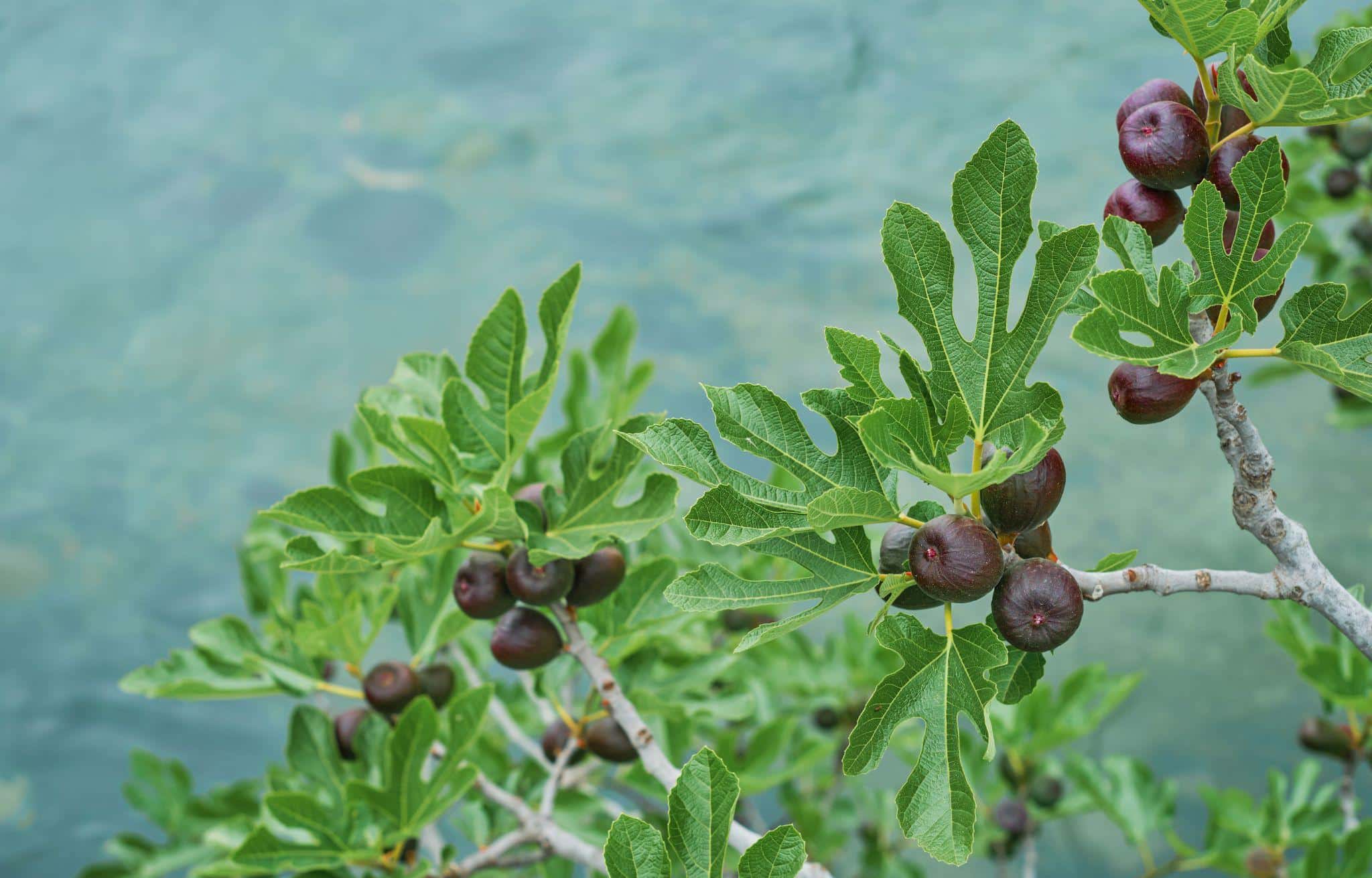 When Do Fig Trees Produce Fruit? Find Out Now - Opple House