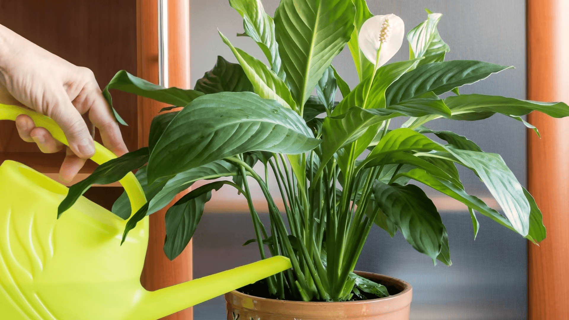 How to Grow and Care for a Peace Lily as a Beginner? - Opple House