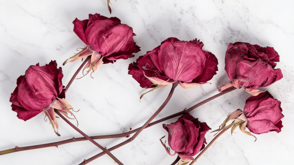 How to Dry Flowers at Home? - Opple House