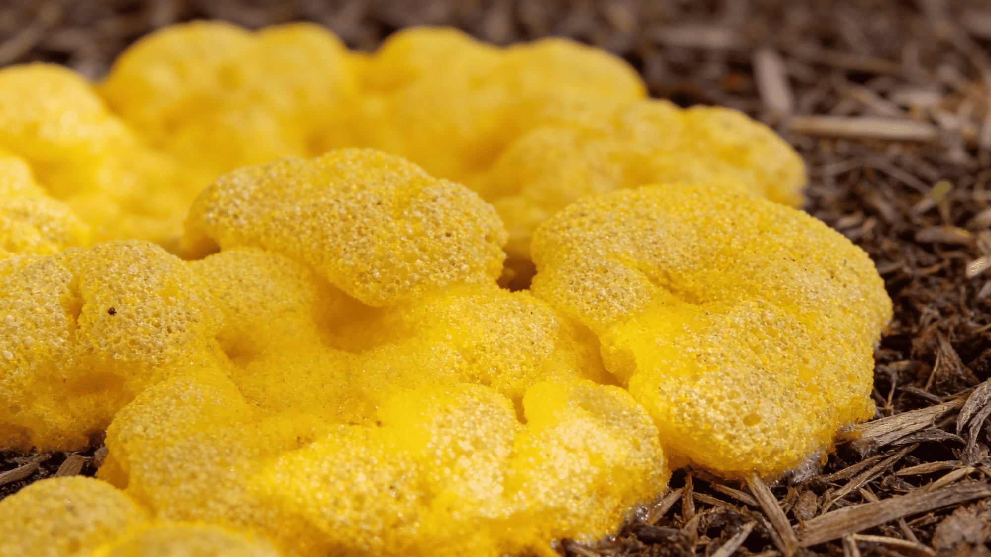 Is Yellow Fungus on Mulch Dangerous? - Opple House