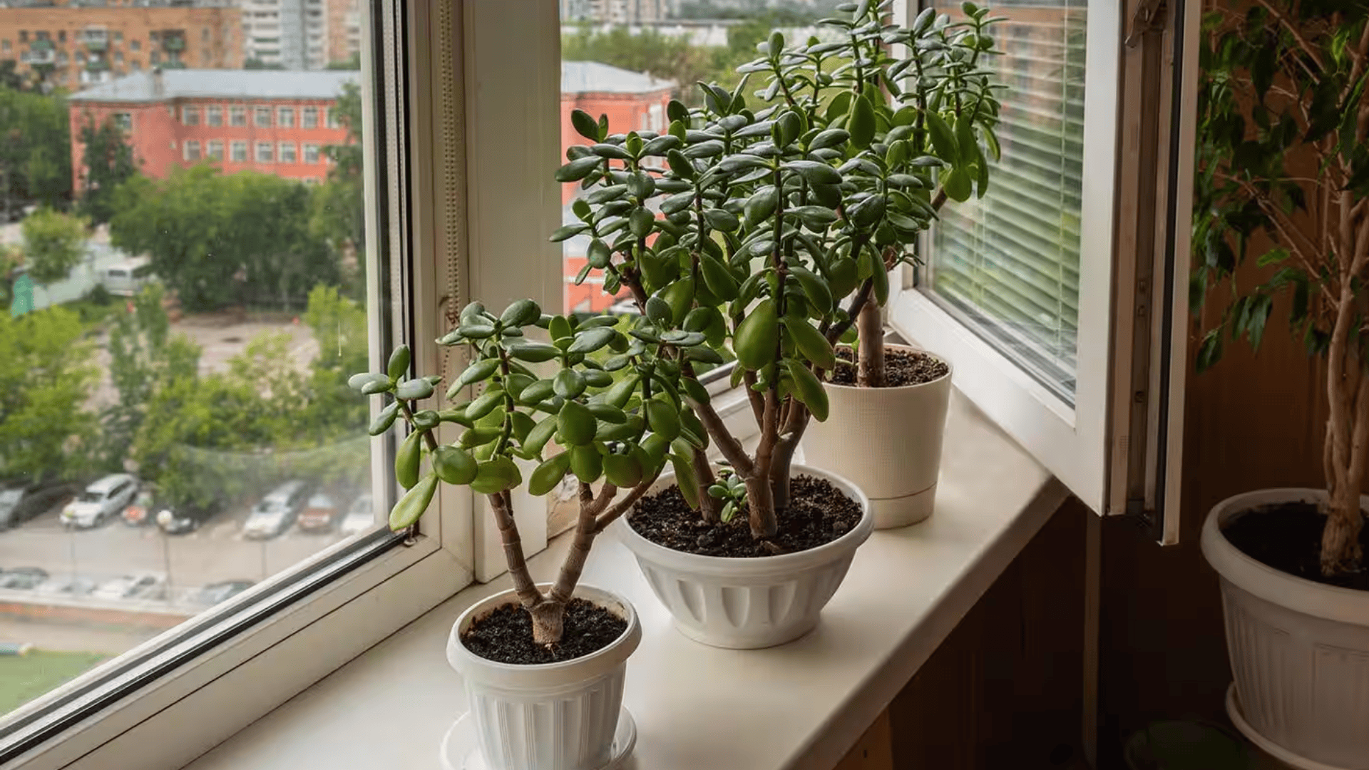 How Do You Grow and Care for Jade Plants? - Opple House