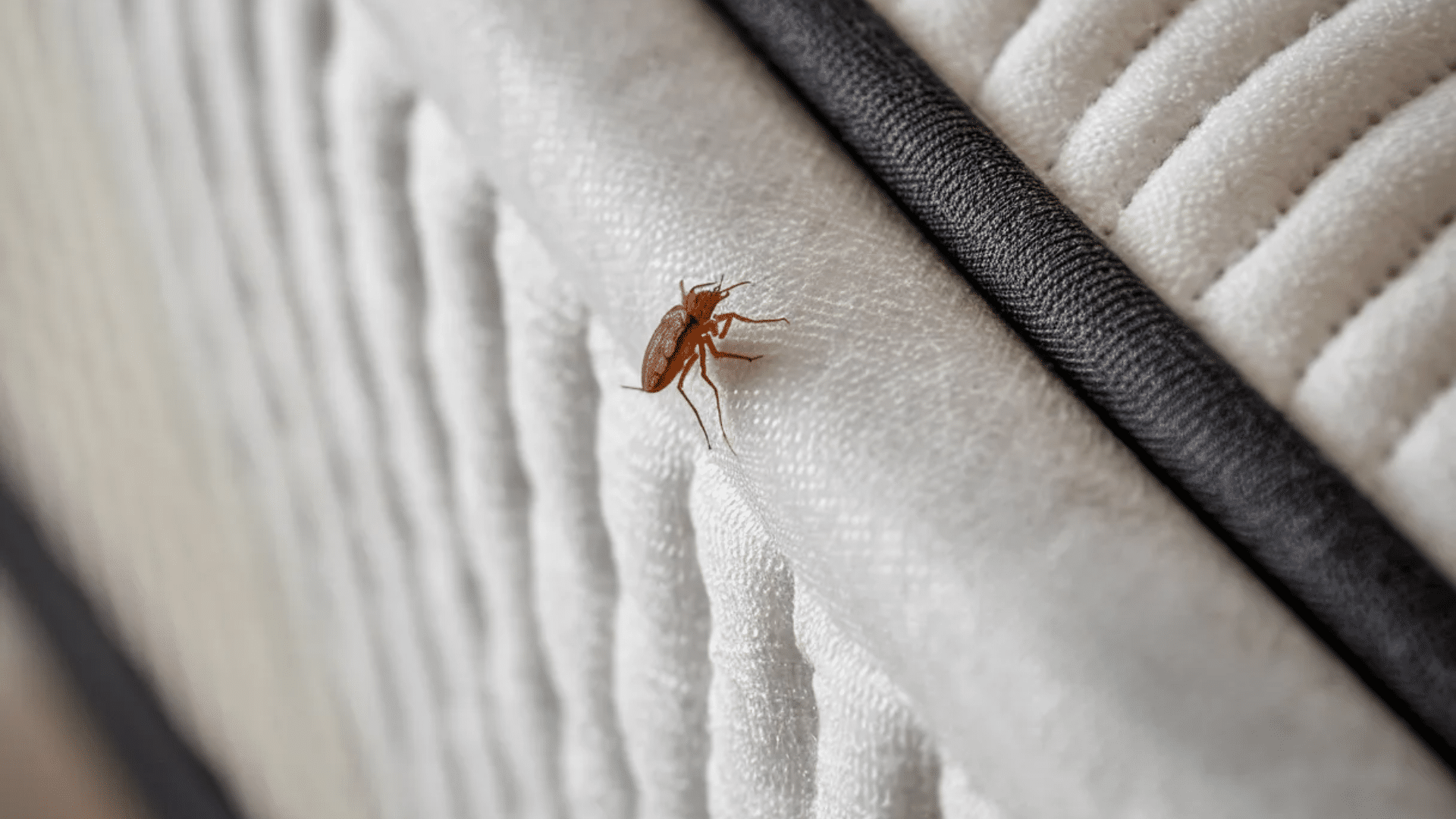 Signs of Bed Bugs in Wood Furniture - Opple House