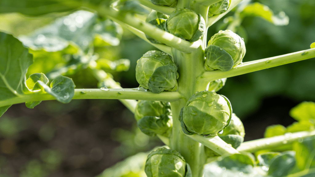 How to Plant and Grow Brussels Sprouts? - Opple House
