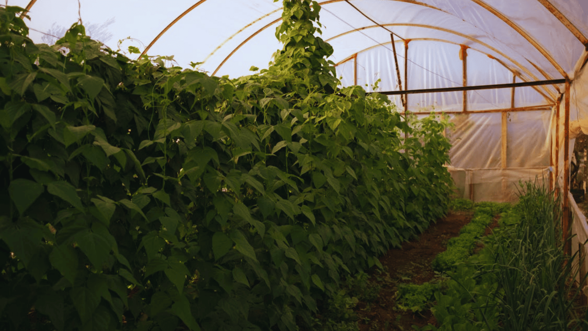 15 Greenhouse Gardening Tips Every Beginner Should Know - Opple House